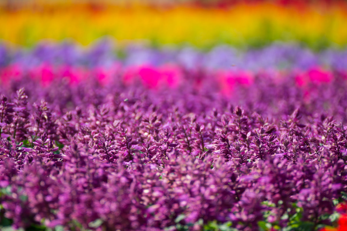 20 BRIGHT PURPLE SALVIA Splendens Scarlet Sage Flower Seeds – Seedville USA