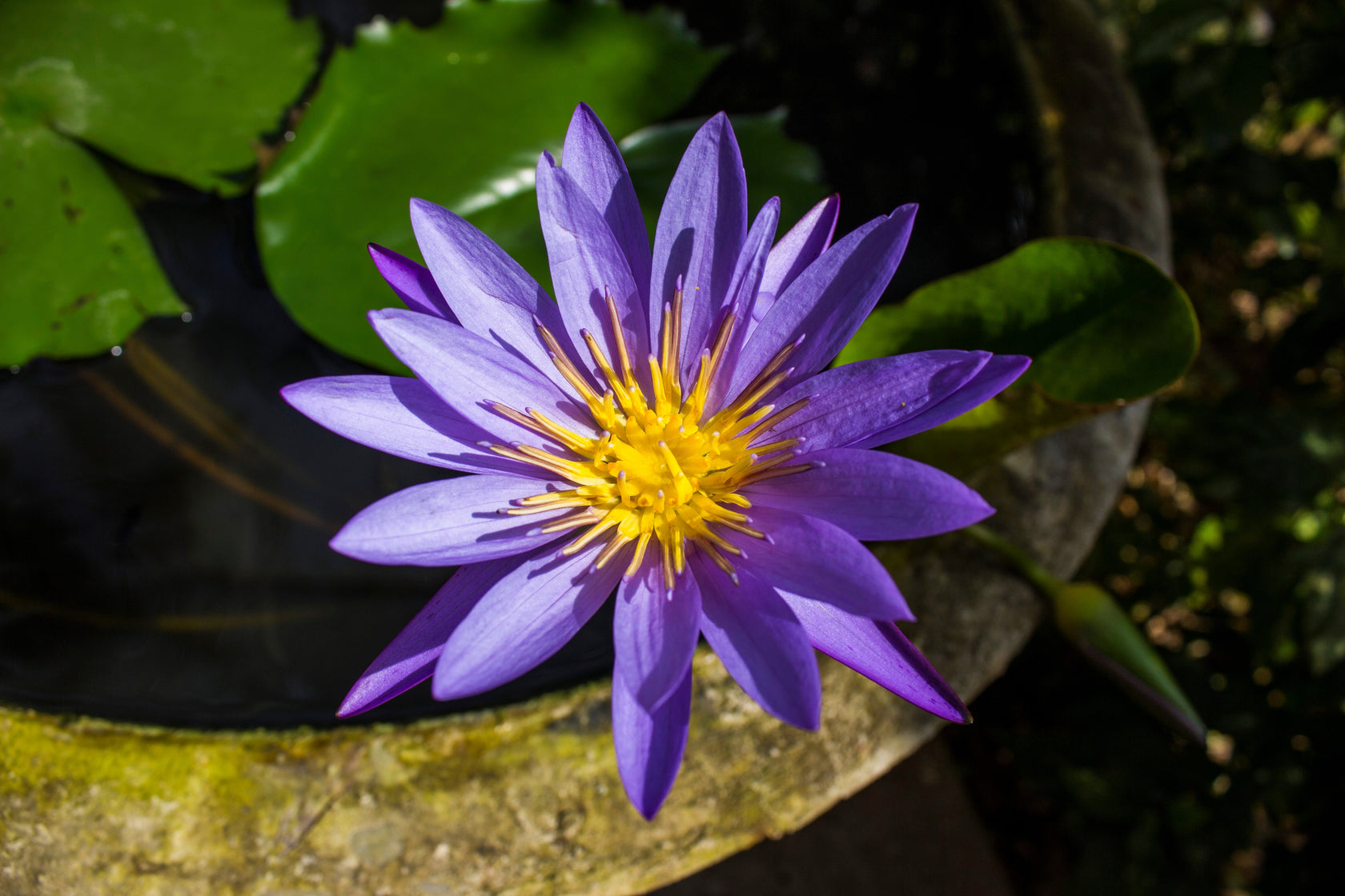 5 BOWL LOTUS Mixed Colors Dwarf Nelumbo Nucifera Aquatic Flower Seeds ...