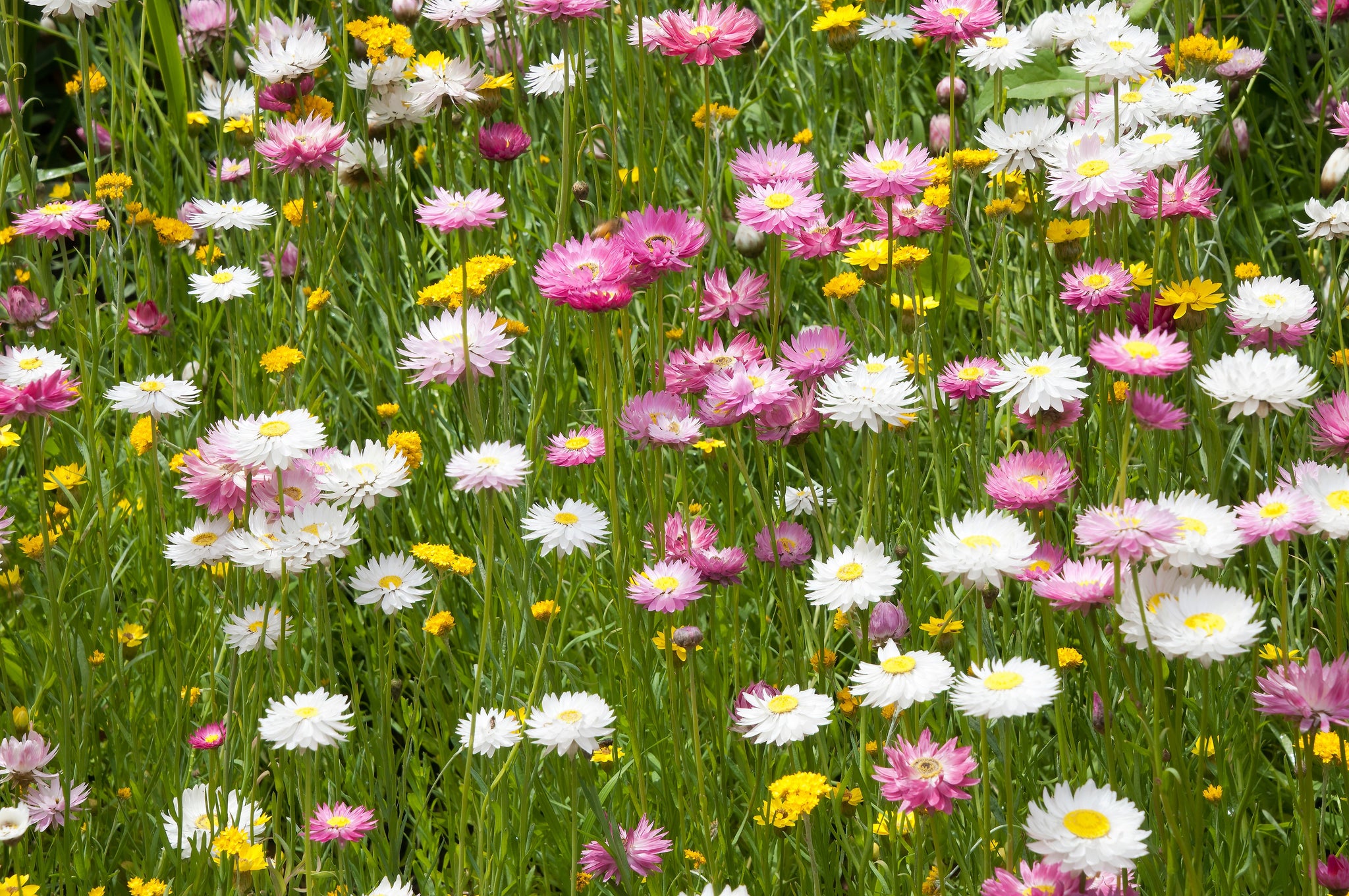 100 MIXED DOUBLE ACROCLINIUM Paper Daisy Helipterum Rhodanthe Flower S ...