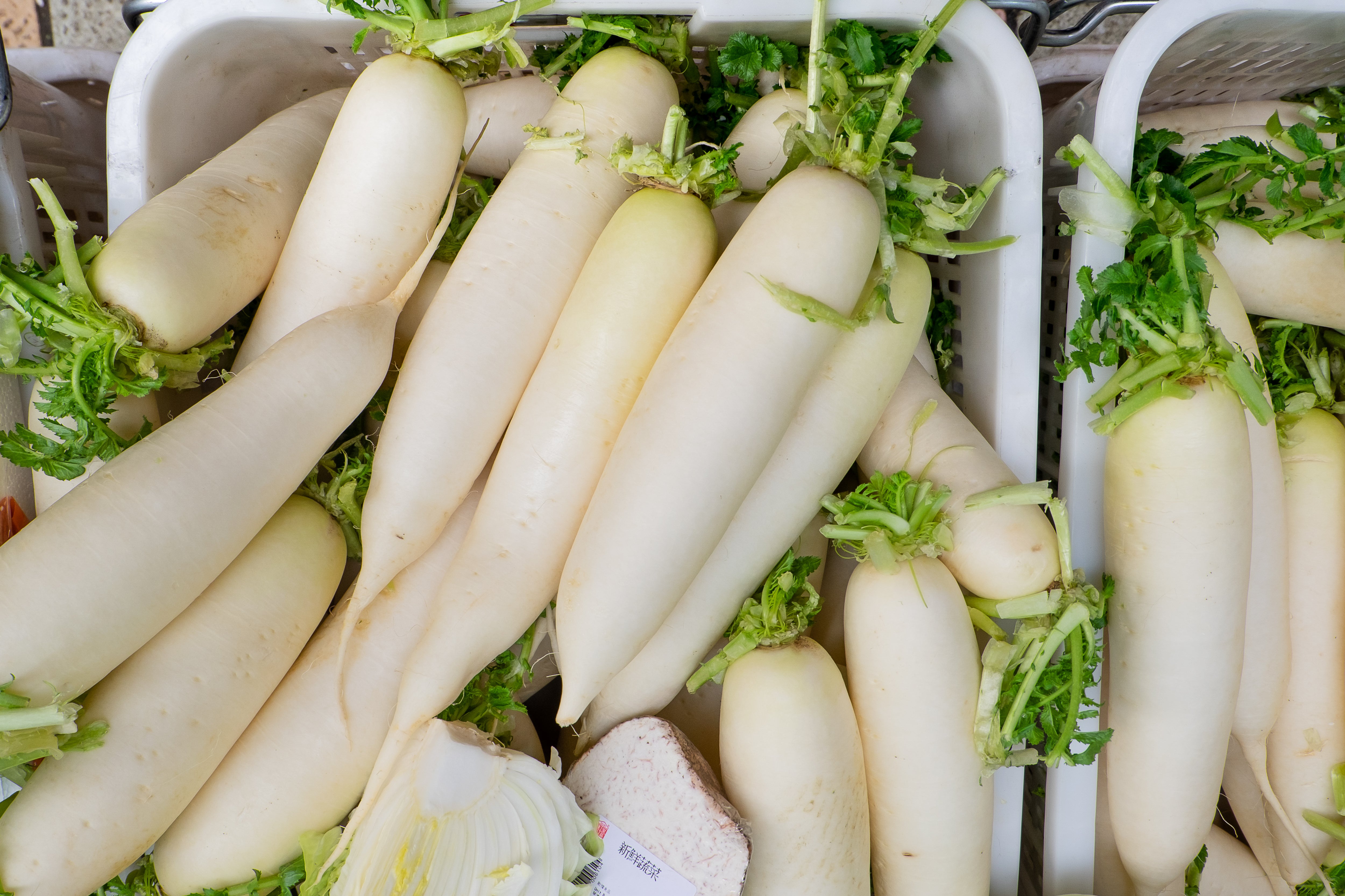 500 JAPANESE MINOWASE RADISH Huge Daikon White Raphanus Sativus Vegeta ...