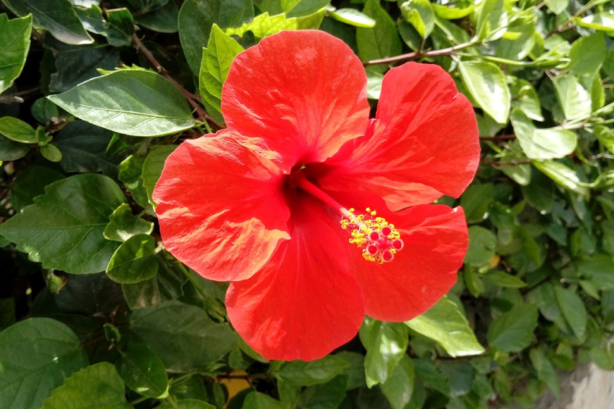 10 Luna RED HARDY HIBISCUS Hibiscus Moscheutos Balhibred Flower Seeds ...
