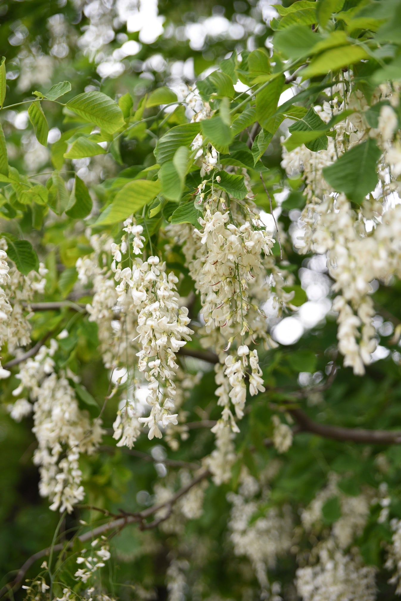 10 YELLOW ASH TREE Kentucky Yellowwood White Flowers Cladrastis Lutea ...