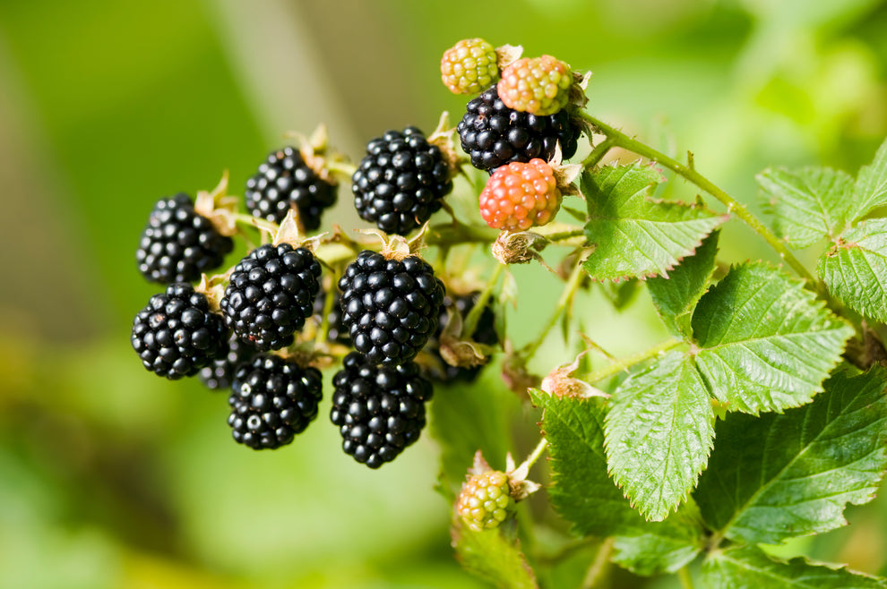 25 TRAILING BLACKBERRY Pacific Rubus Ursinus Vining Shrub Fruit Berry ...