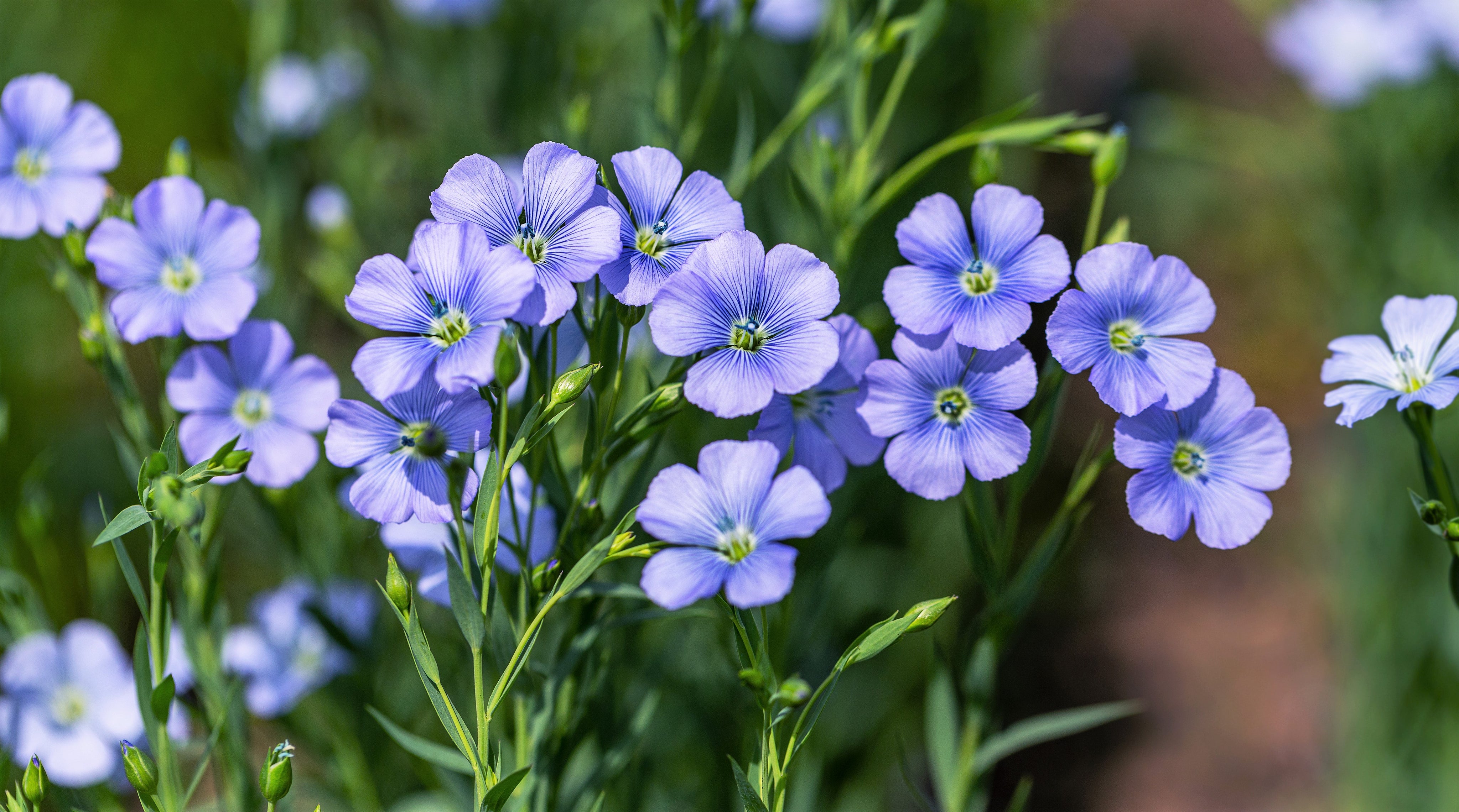 100 BLUE FLAX (Prairie Flax / Lewis Blue Flax) Linum Perenne Lewisii F ...