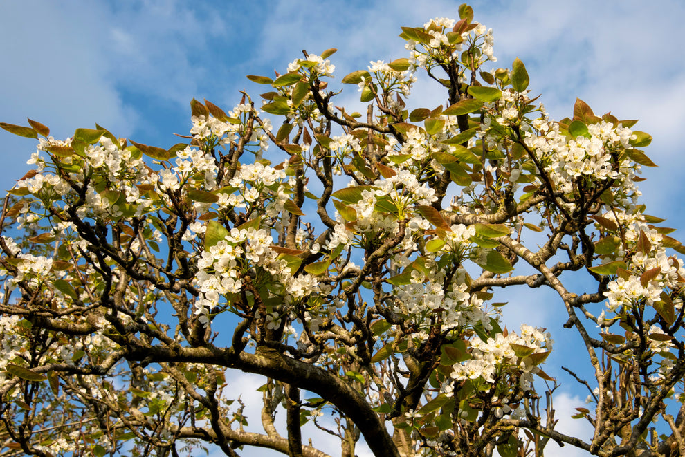 20 ASIAN PEAR TREE Pyrus Pyrifolia Oriental Japanese Fruit Seeds ...
