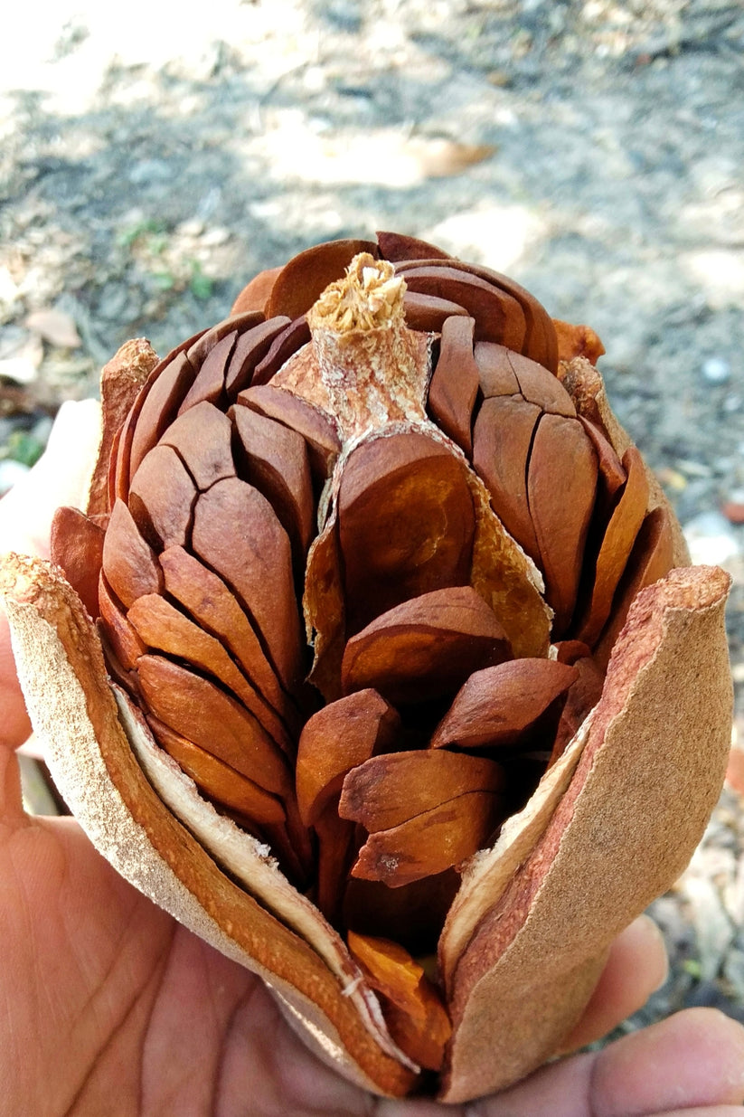 5 TRUE MAHOGANY TREE Honduran Big Leaf Sky Fruit Swietenia Macrophylla ...