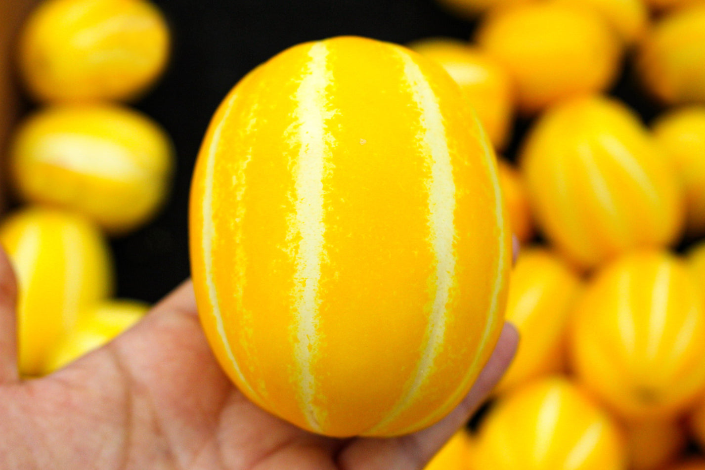 50 EARLY SILVER LINE MELON Cucumis Melo Yellow Striped Skin White Fles – Seedville USA