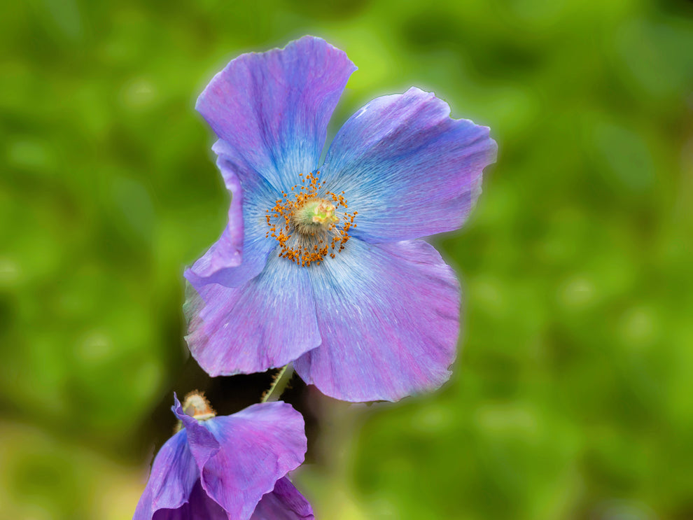 10 VIOLET HIMALAYAN POPPY Meconopsis Betonicifolia Purple Hensol Flowe ...