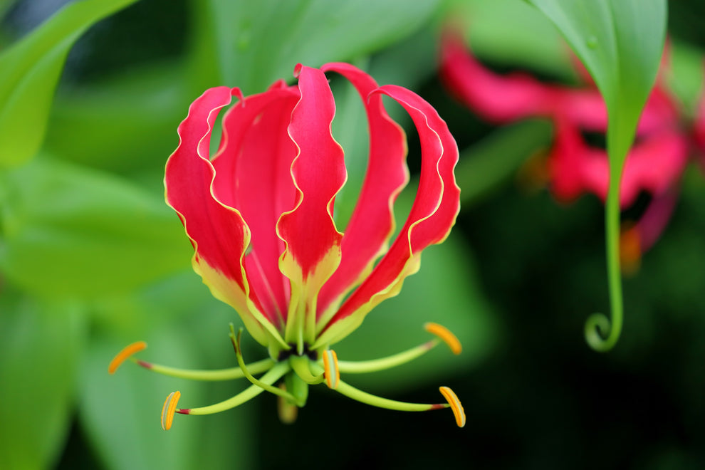 10 RED GLORIOSA LILY Flame Lily Gloriosa Superba Red & Yellow Flower V ...