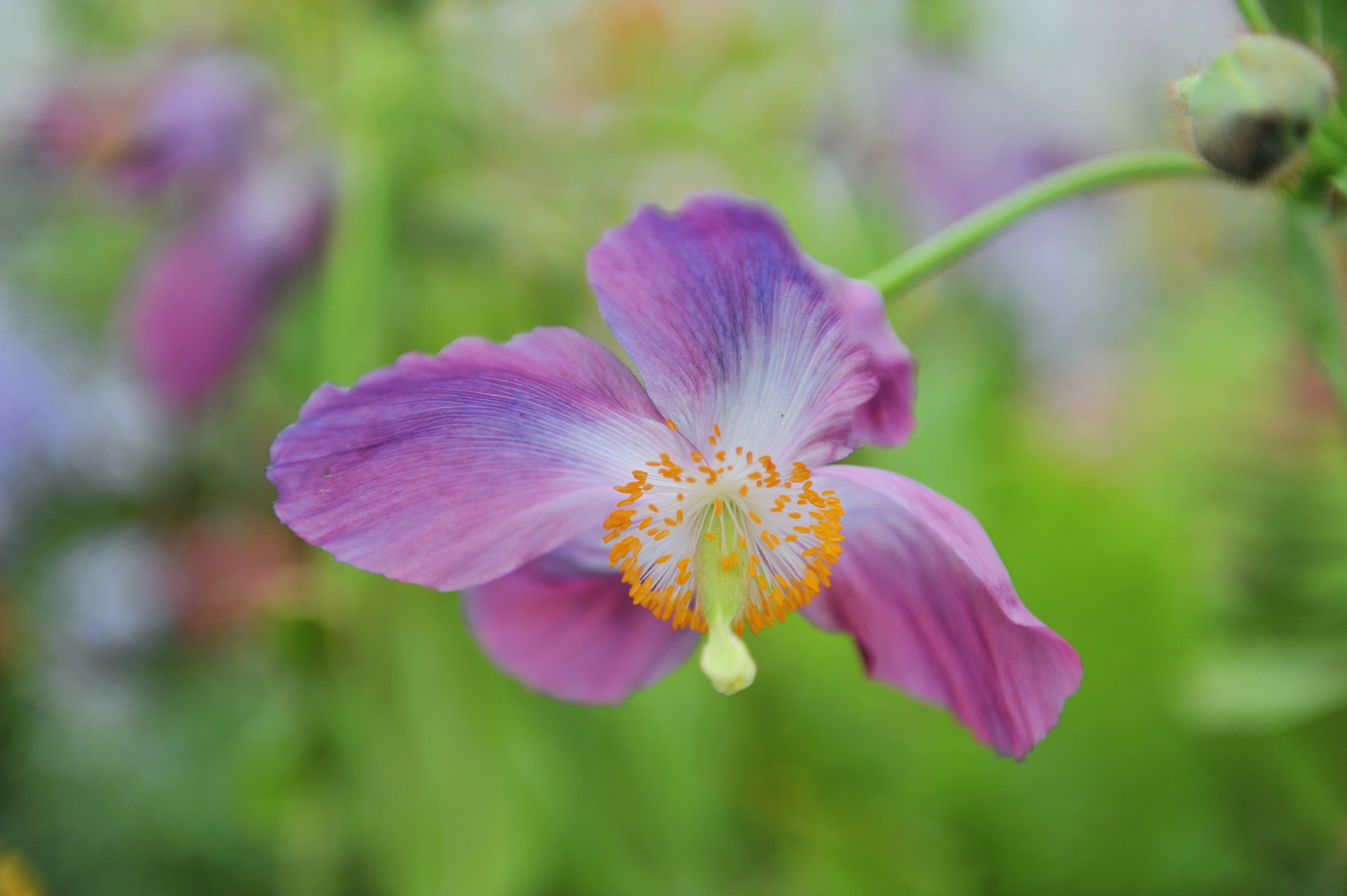 10 VIOLET HIMALAYAN POPPY Meconopsis Betonicifolia Purple Hensol Flowe ...
