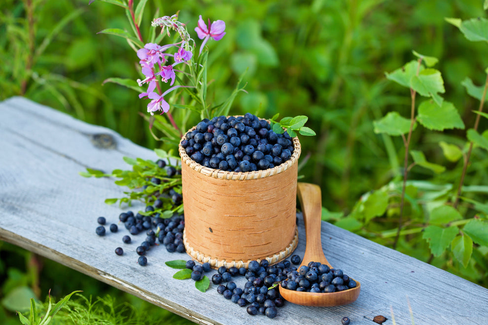 20 Common BILBERRY Fruit Shrub European Blueberry Vaccinium Myrtillus ...