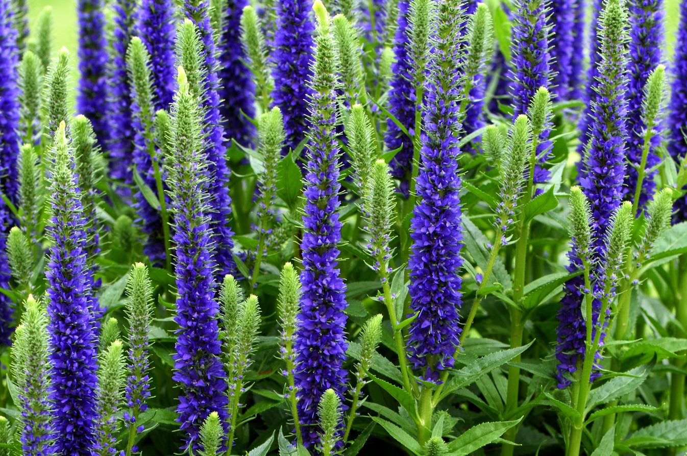 200 BLUE BOUQUET VERONICA Spicata Spike Speedwell Herb Flower Seeds ...