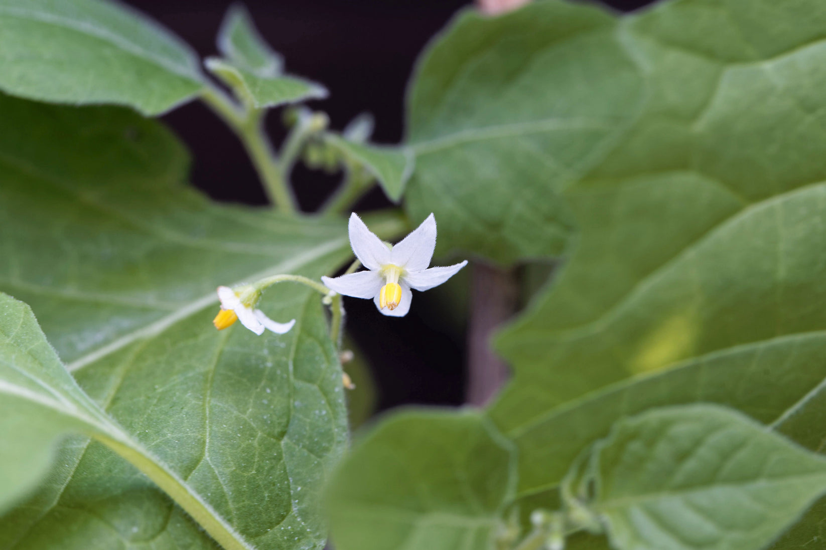 100 WONDERBERRY aka Sunberry Solanum Burbankii Retroflexum Fruit Berry ...