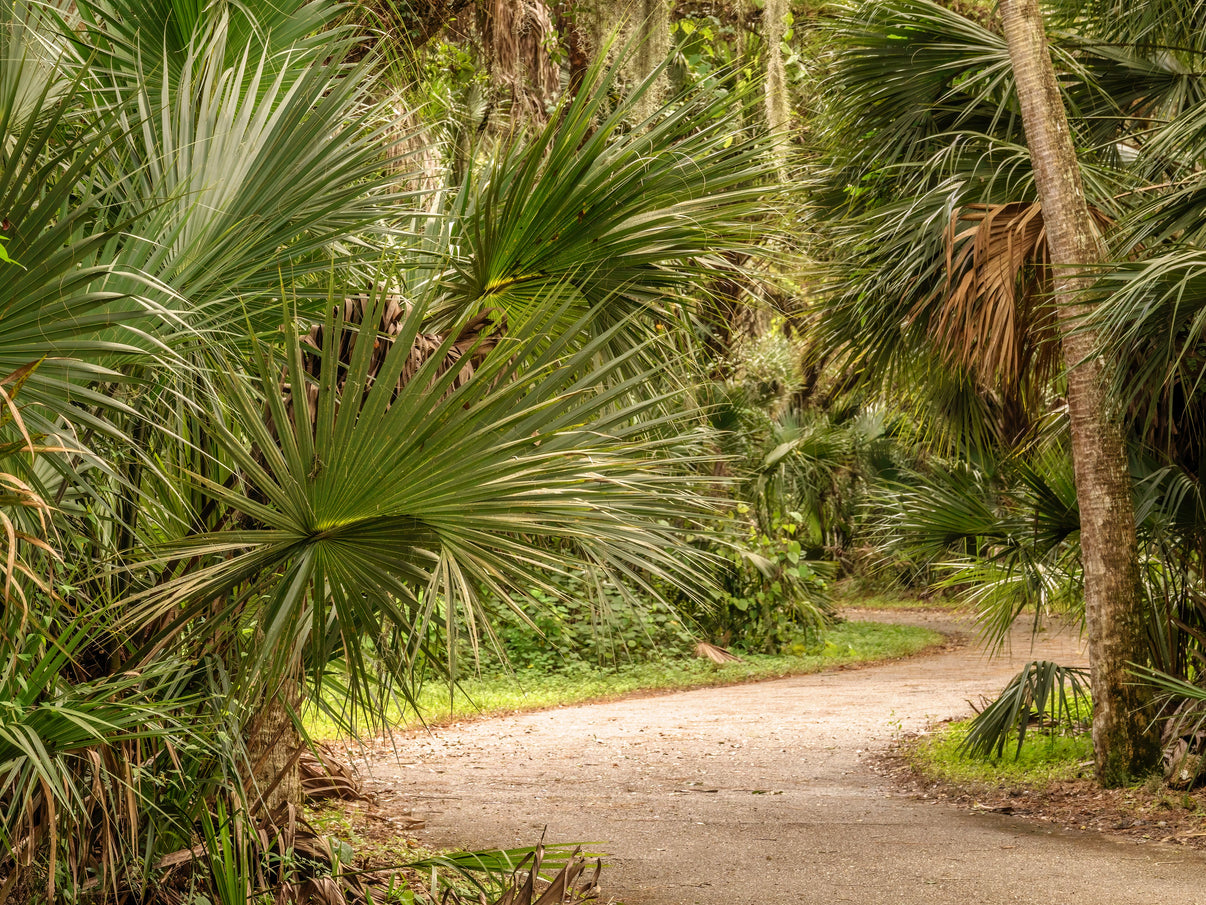 5 GREEN SAW PALMETTO Serenoa Repens American Dwarf Palm Tree Shrub Edi ...