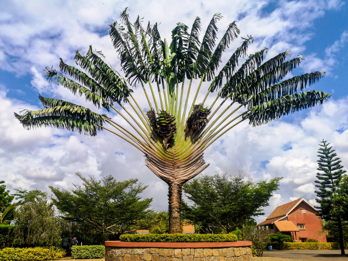 10 TRAVELLER'S PALM TREE Ravenala Madagascariensis Flower Houseplant S ...