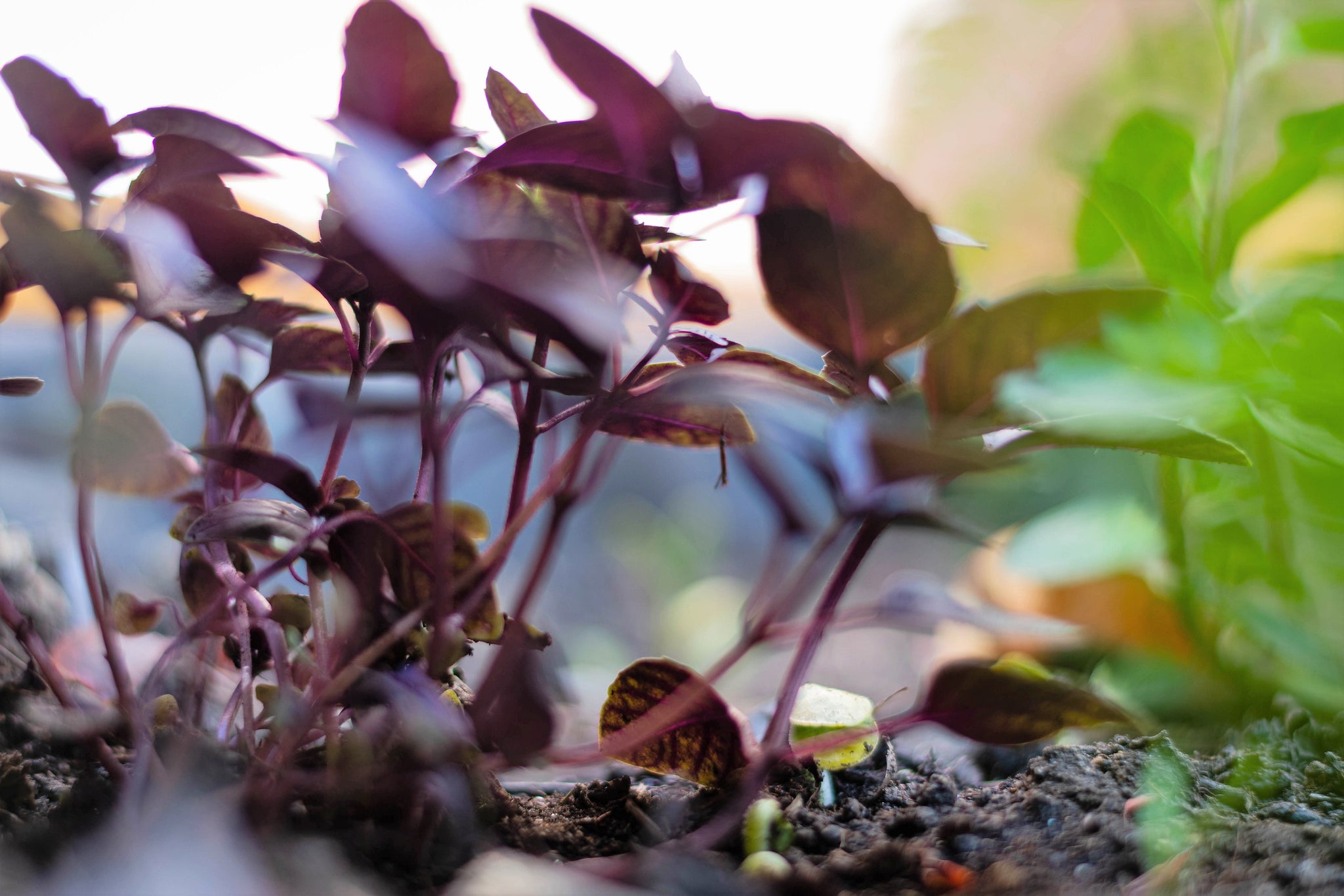 200 Purple Krishna Tulsi HOLY BASIL Ocimum Sanctum Tenuiflorum Herb Fl ...