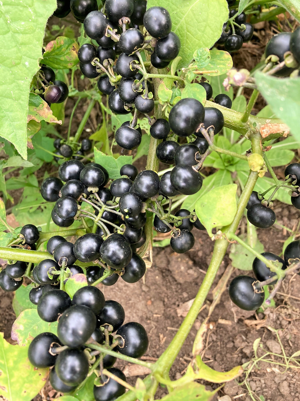 100 WONDERBERRY aka Sunberry Solanum Burbankii Retroflexum Fruit Berry ...