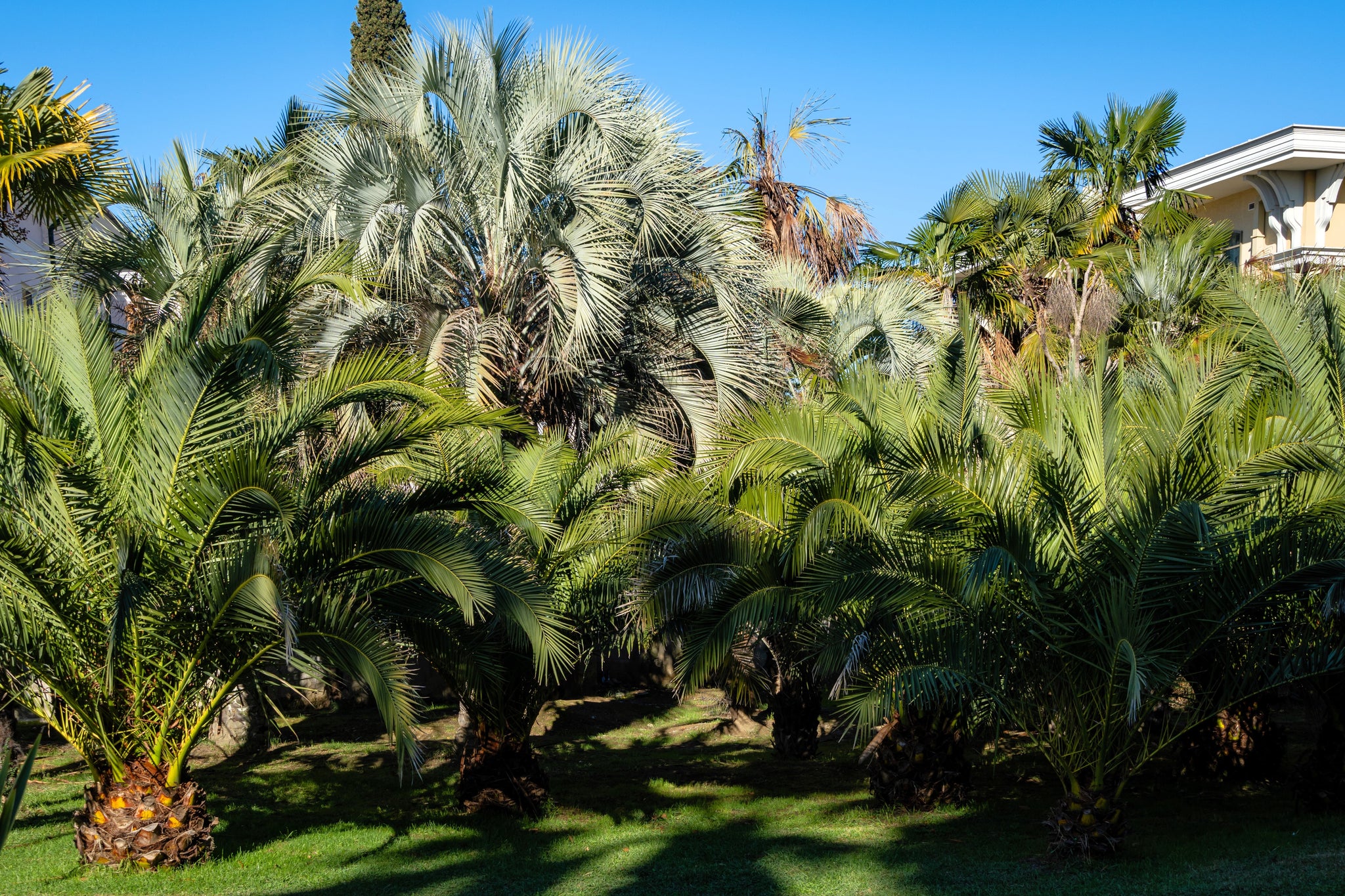 10 COCO PALM jelly Palm Pindo Butia Capitata Edible Fruit Tree Housepl ...