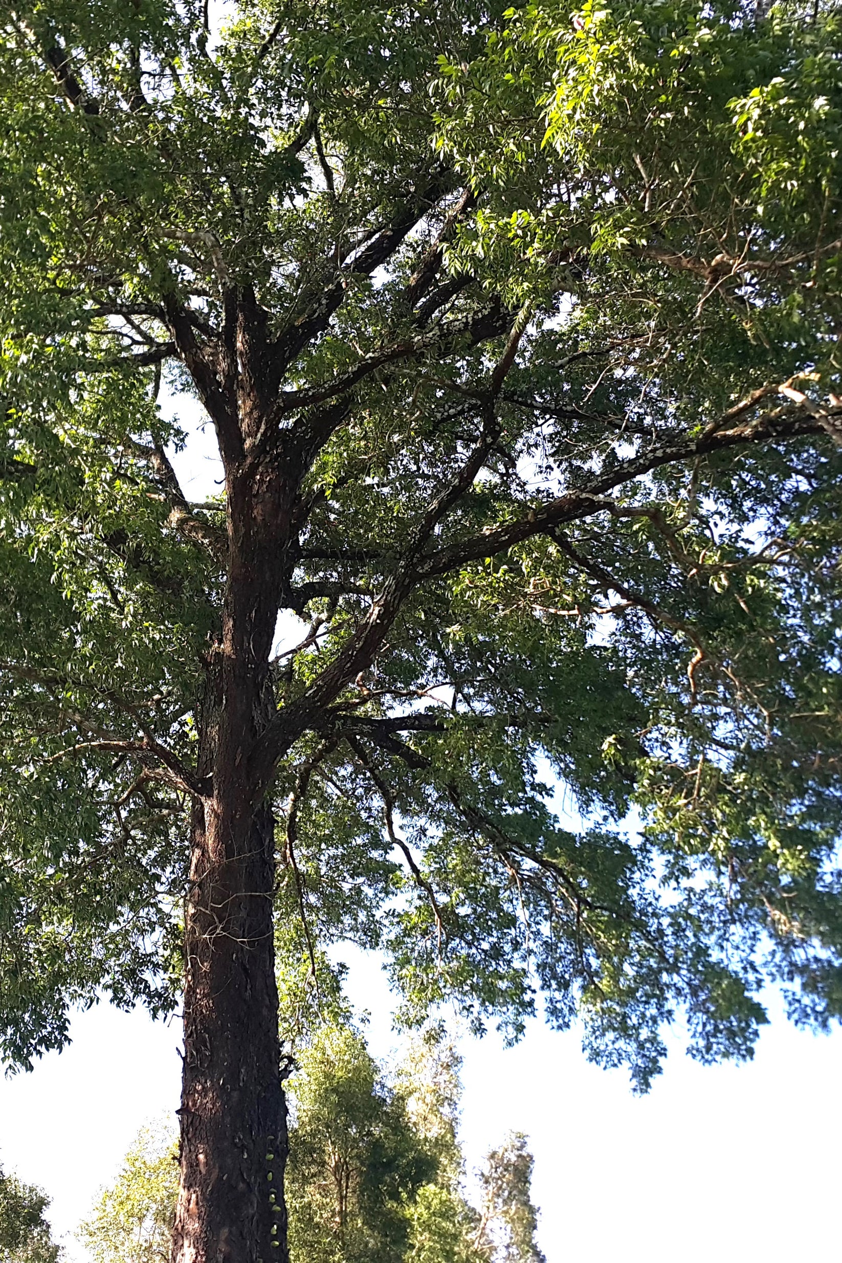 5 TRUE MAHOGANY TREE Honduran Big Leaf Sky Fruit Swietenia Macrophylla ...