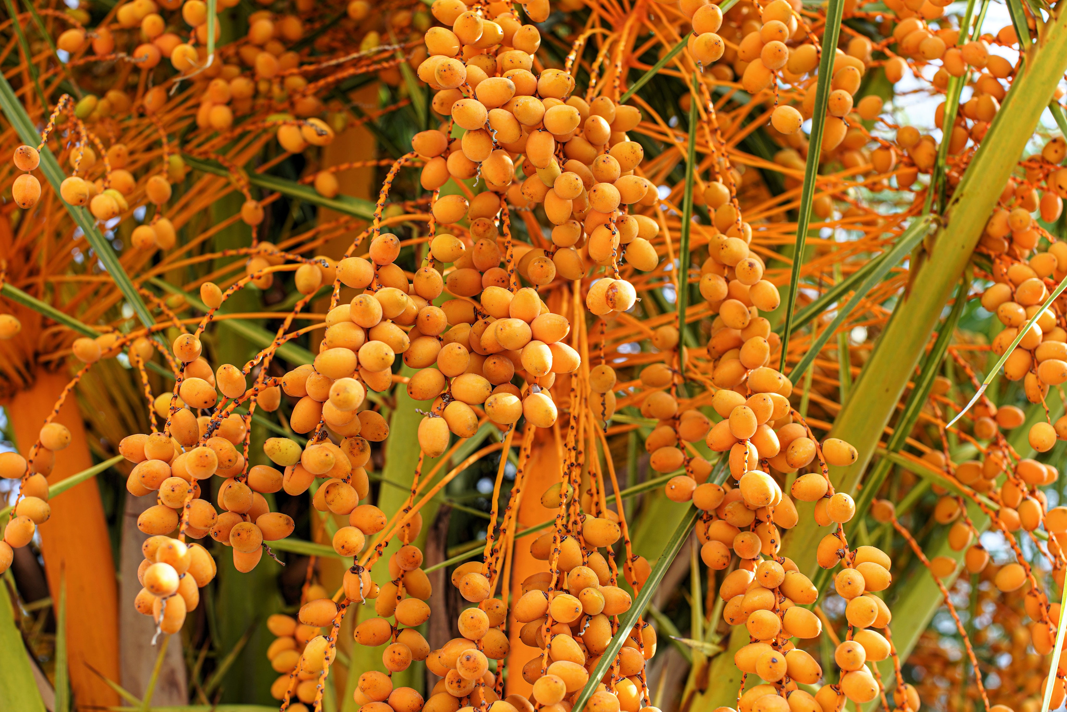 10 COCO PALM Jelly Palm Pindo Butia Capitata Edible Fruit Tree Housepl ...