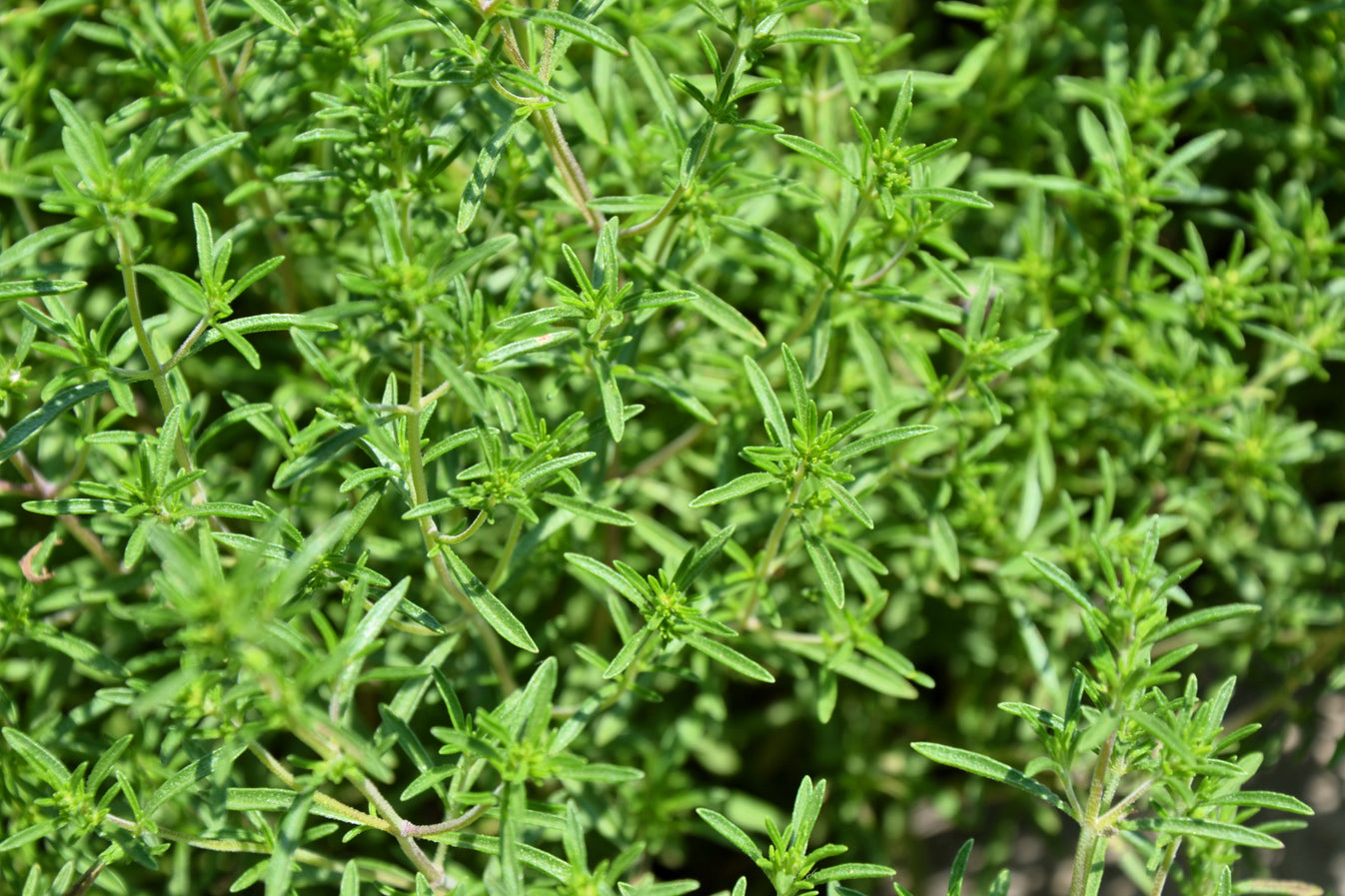 3000 SUMMER SAVORY Satureja Hortensis Herb Purple Flower Seeds ...