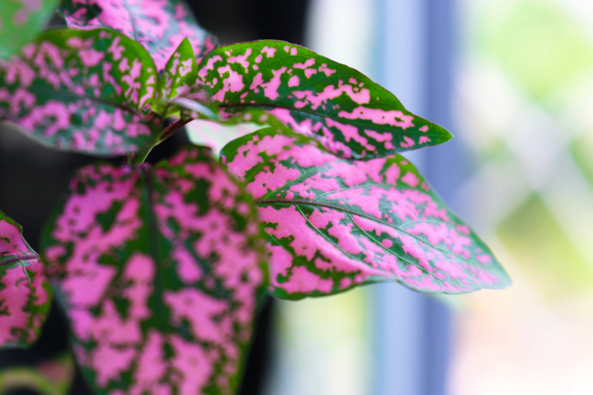 10 Dwarf ROSE Pink POLKA DOT PLANT Splash Select Hypoestes Phyllostach ...