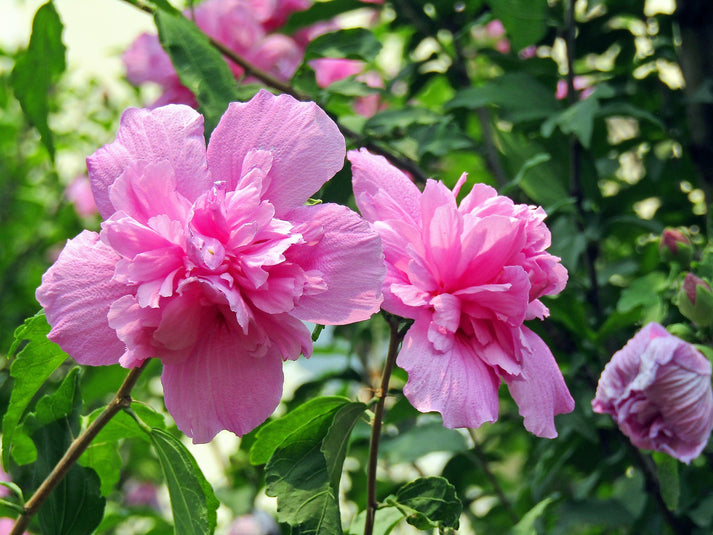 50 Mixed Colors ROSE Of SHARON HIBISCUS Syriacus Flower Tree Bush Seed ...