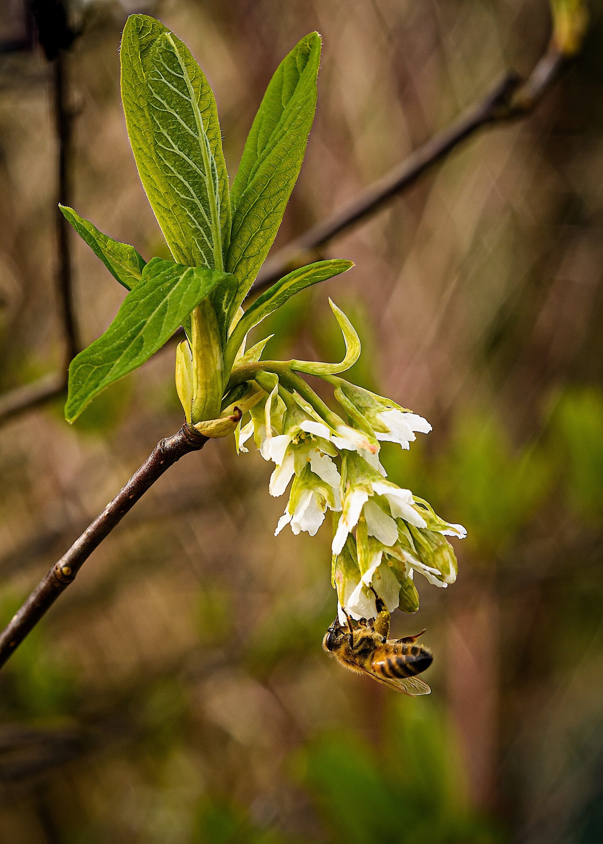 15 INDIAN PLUM Osoberry Oregon Oso Berry Oemleria Cerasiformis Fruit S ...