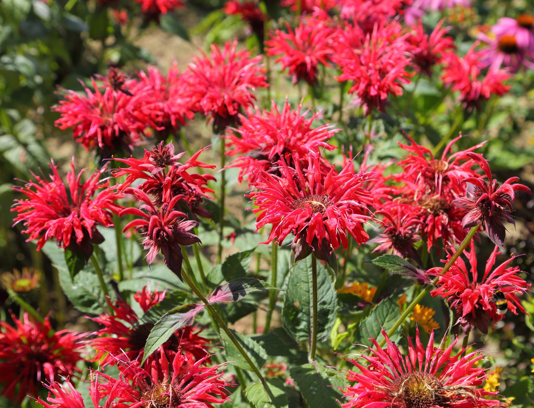 10 Panorama RED BEE BALM Monarda Didyma Oswego Tea Herb Flower Seeds ...