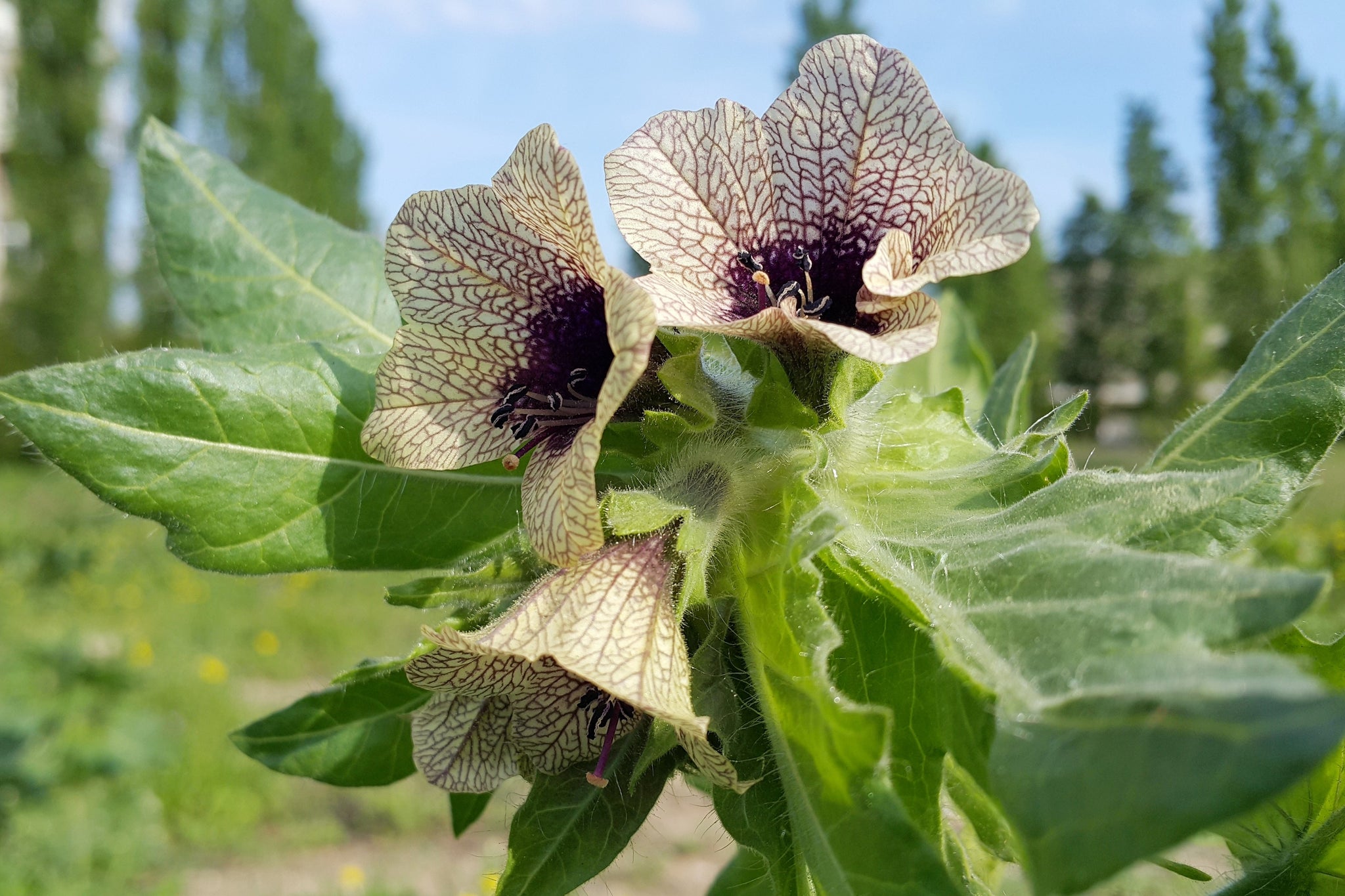 200 Black HENBANE Nightshade Hyoscyamus Niger Flower Seeds – Seedville USA