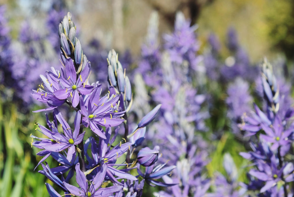 30 BLUE CAMAS Camass Lily Wild Indian Hyacinth Camassia Quamash Flower ...