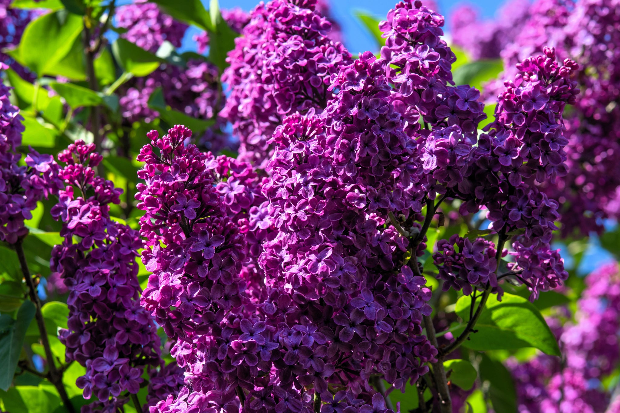 25 FRENCH / Old FASHIONED LILAC Syringa Vulgaris Flower Shrub Bush See ...