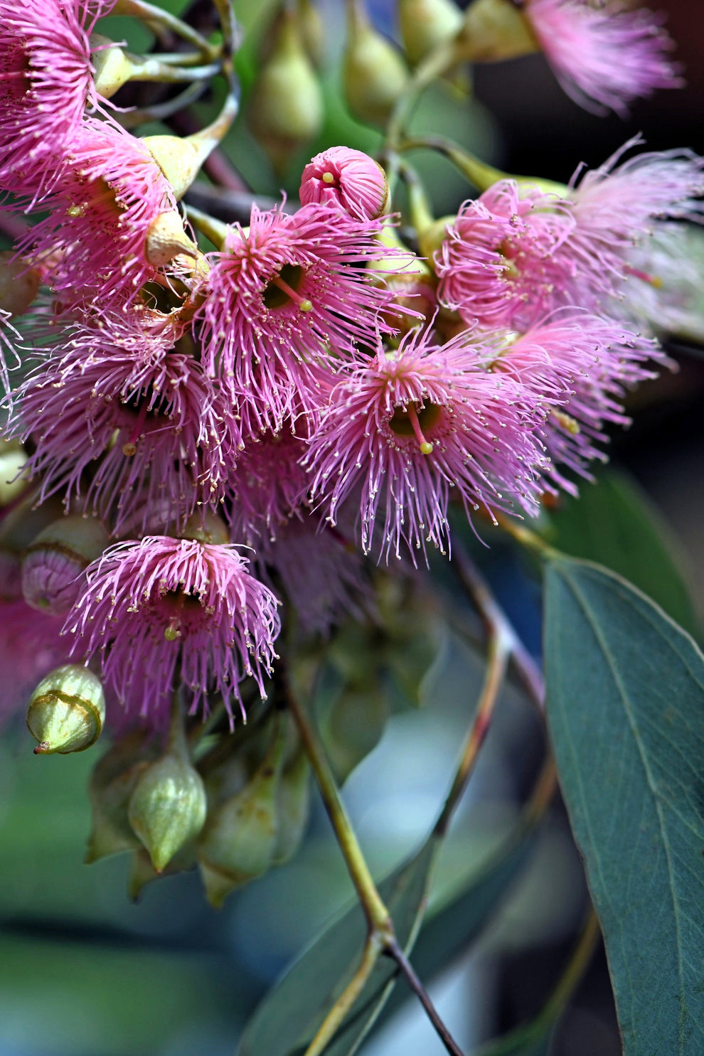 50 RED FLOWERING EUCALYPTUS Sideroxylon Mugga Ironbark Tree Seeds ...