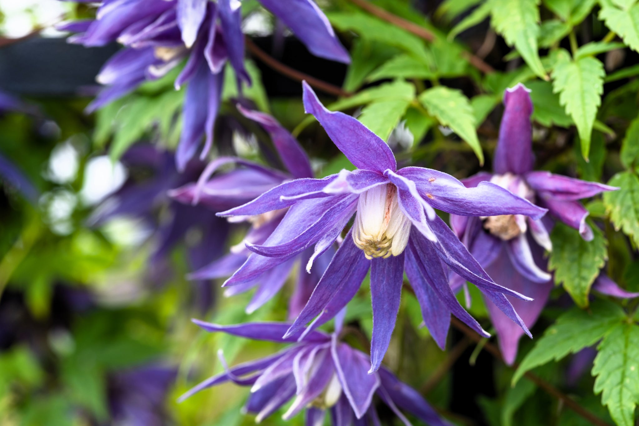 10 PURPLE ALPINE CLEMATIS Alpina Virgin's Bower Flower Vine Seeds ...