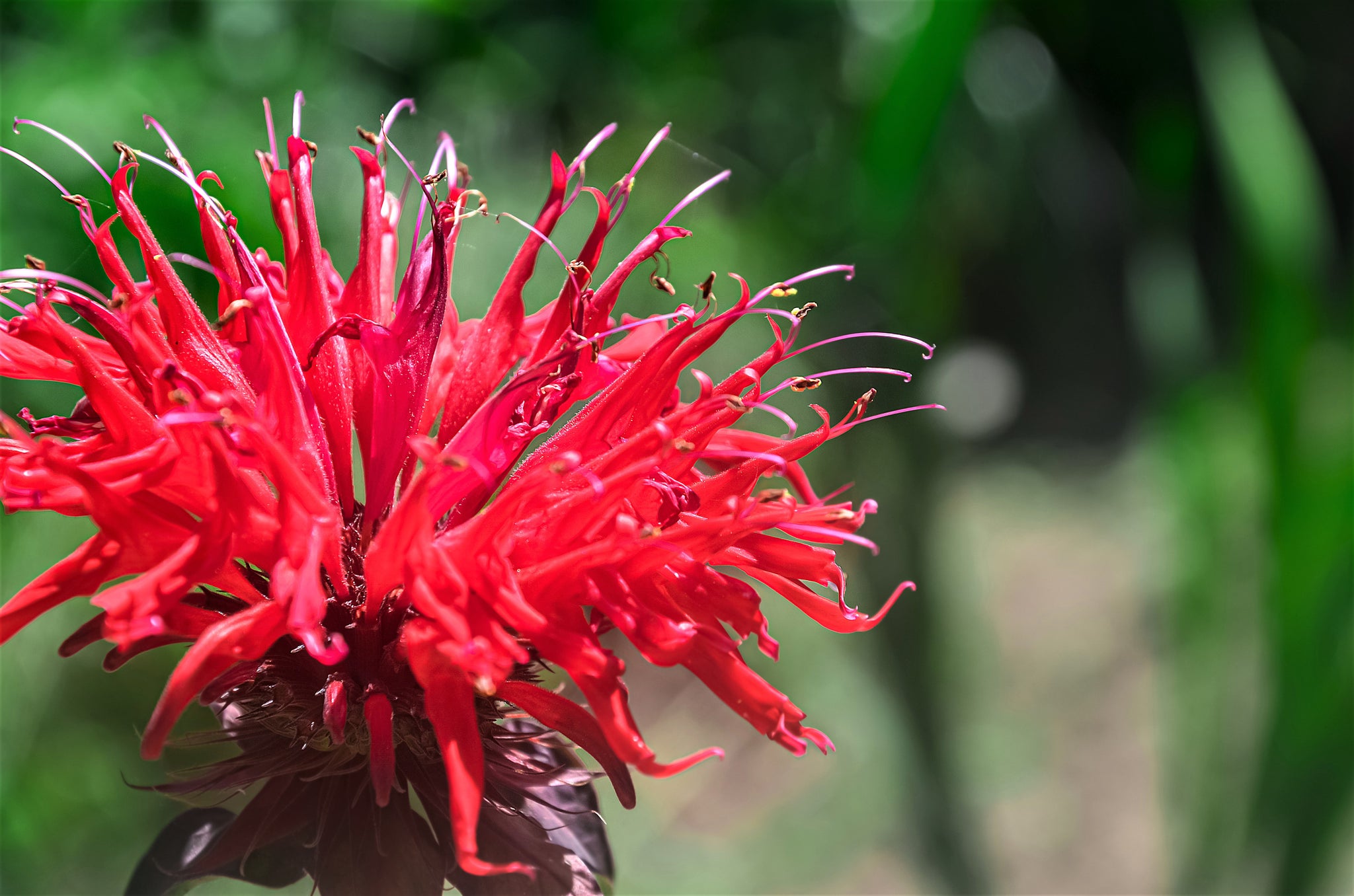 10 Panorama RED BEE BALM Monarda Didyma Oswego Tea Herb Flower Seeds ...