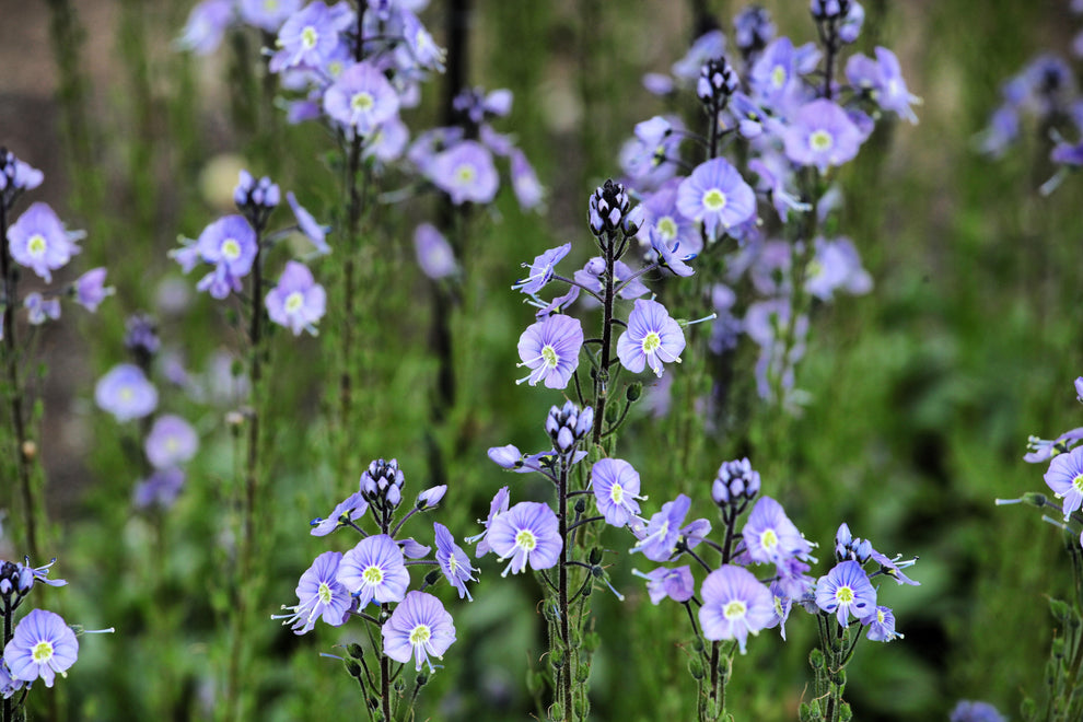 25 BLUE STREAK SPEEDWELL Veronica Gentianoides Flower Seeds – Seedville USA