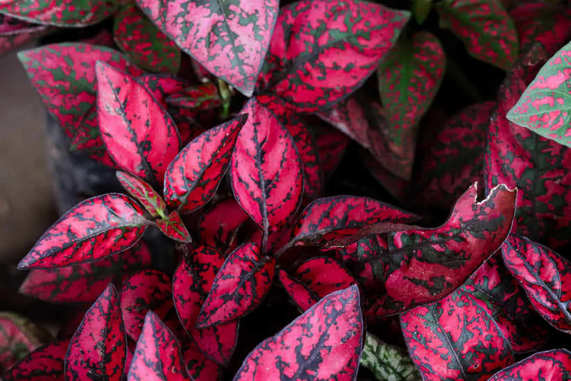 10 Dwarf ROSE Pink POLKA DOT PLANT Splash Select Hypoestes Phyllostach ...
