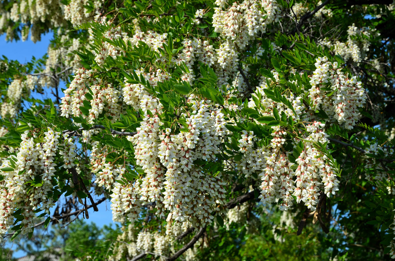 25 Flowering BLACK LOCUST TREE (Yellow Locust / False Acacia) Robinia ...