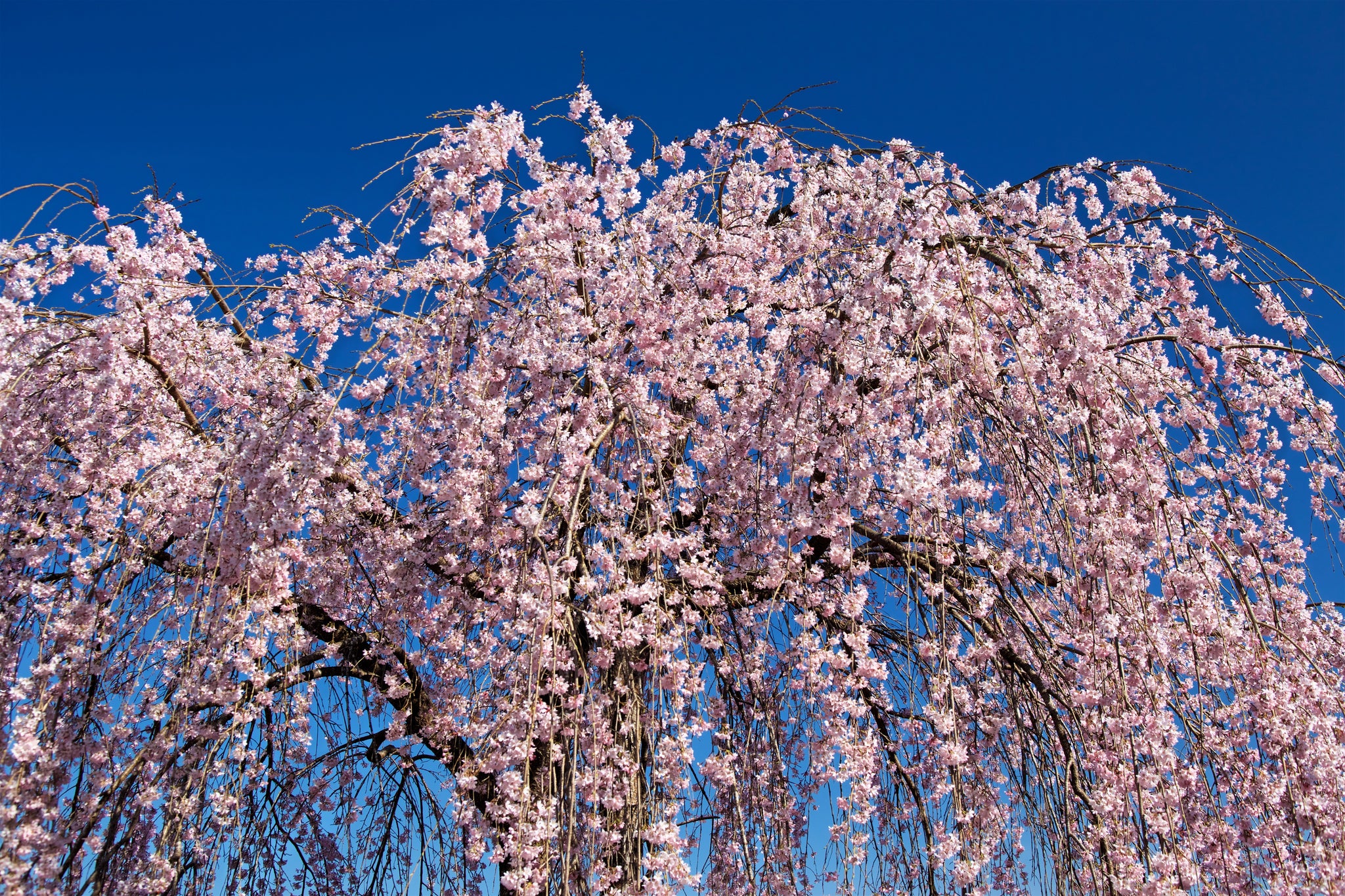 10 WEEPING HIGAN CHERRY Tree Japanese Prunus Subhirtella Pendula Pink ...