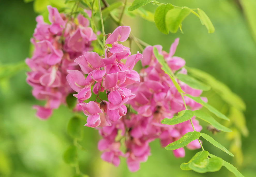 15 ROSE LOCUST / Pink ACACIA Flower Robinia Hispida Fertilis Tree Shru ...