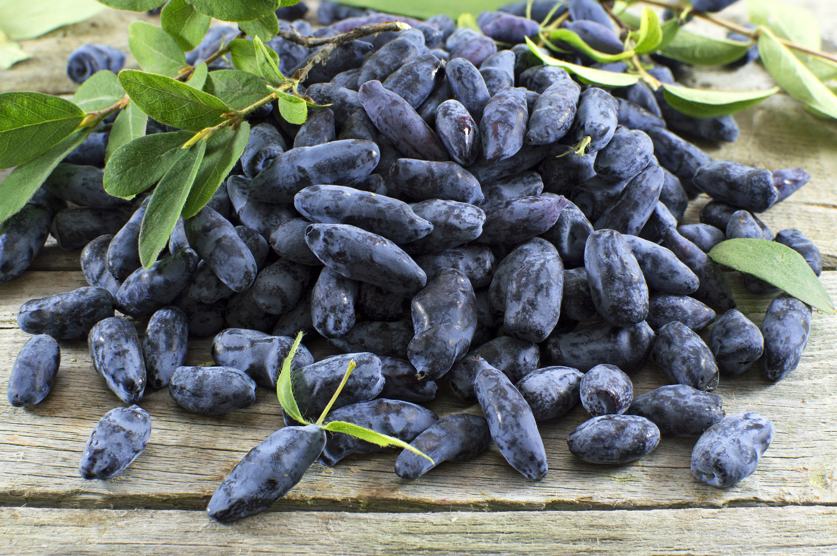 30 HONEYBERRY Blue Honeysuckle Lonicera Caerulea Edible Fruit Shrub Se ...