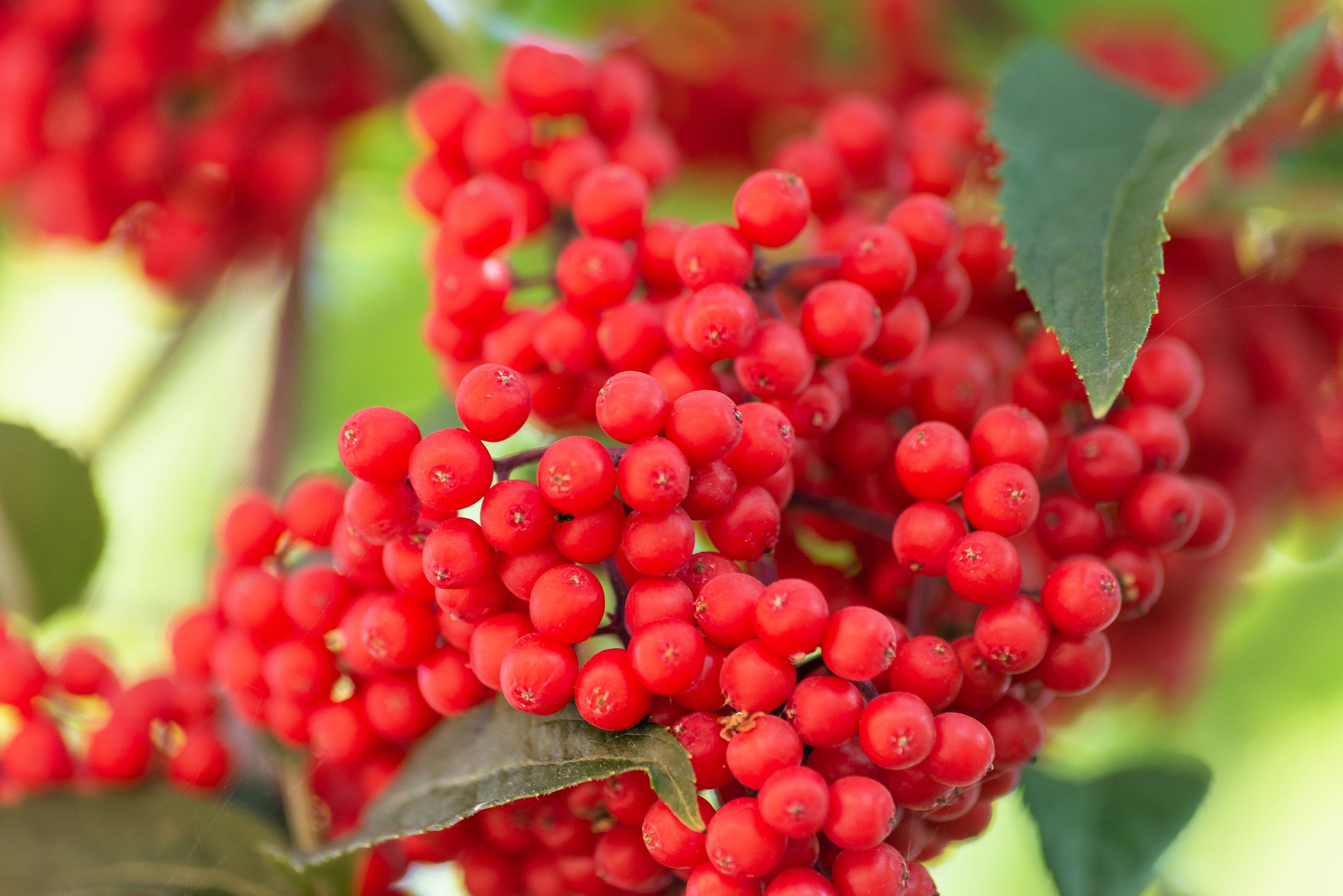 100 RED ELDERBERRY Sambucus Racemosa Scarlet Mountain Elder Bunchberry ...