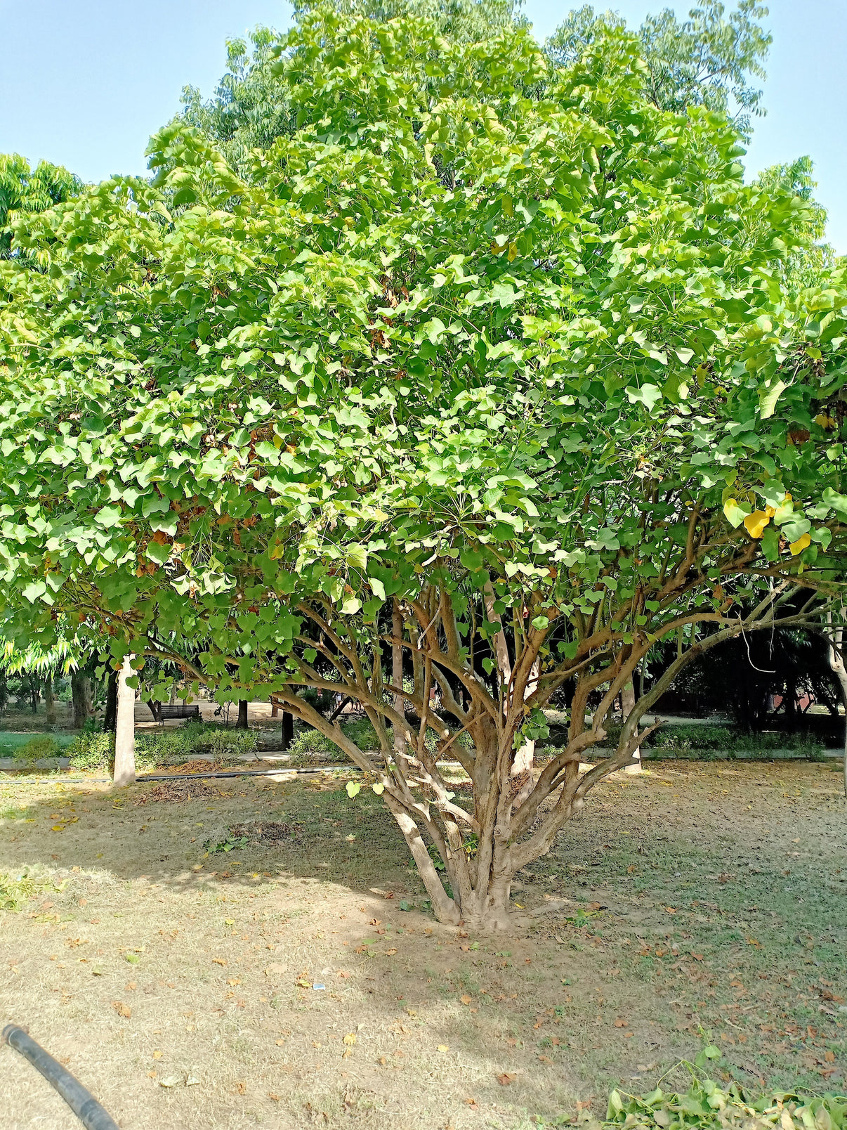 5 PHYSIC NUT Barbados Purging JATROPHA Curcas Shrub Tree Bio-Diesel Se ...