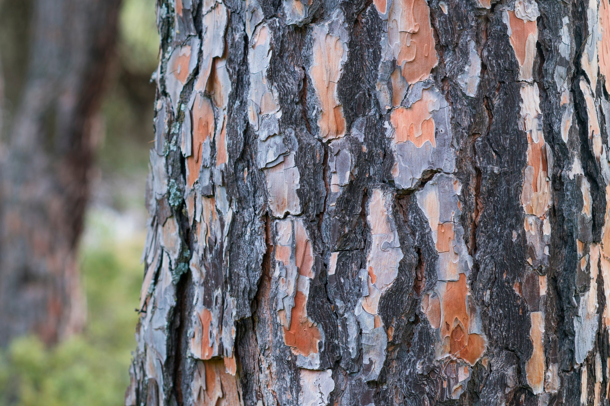 5 Pine Nut ITALIAN STONE PINE Pinus Pinea Umbrella Tree Seeds ...