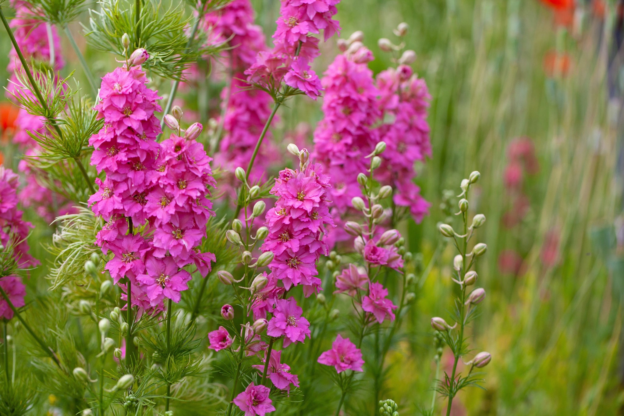 100 SUBLIME PINK LARKSPUR Consolida Ambigua Ajacis Delphinium Bright P ...