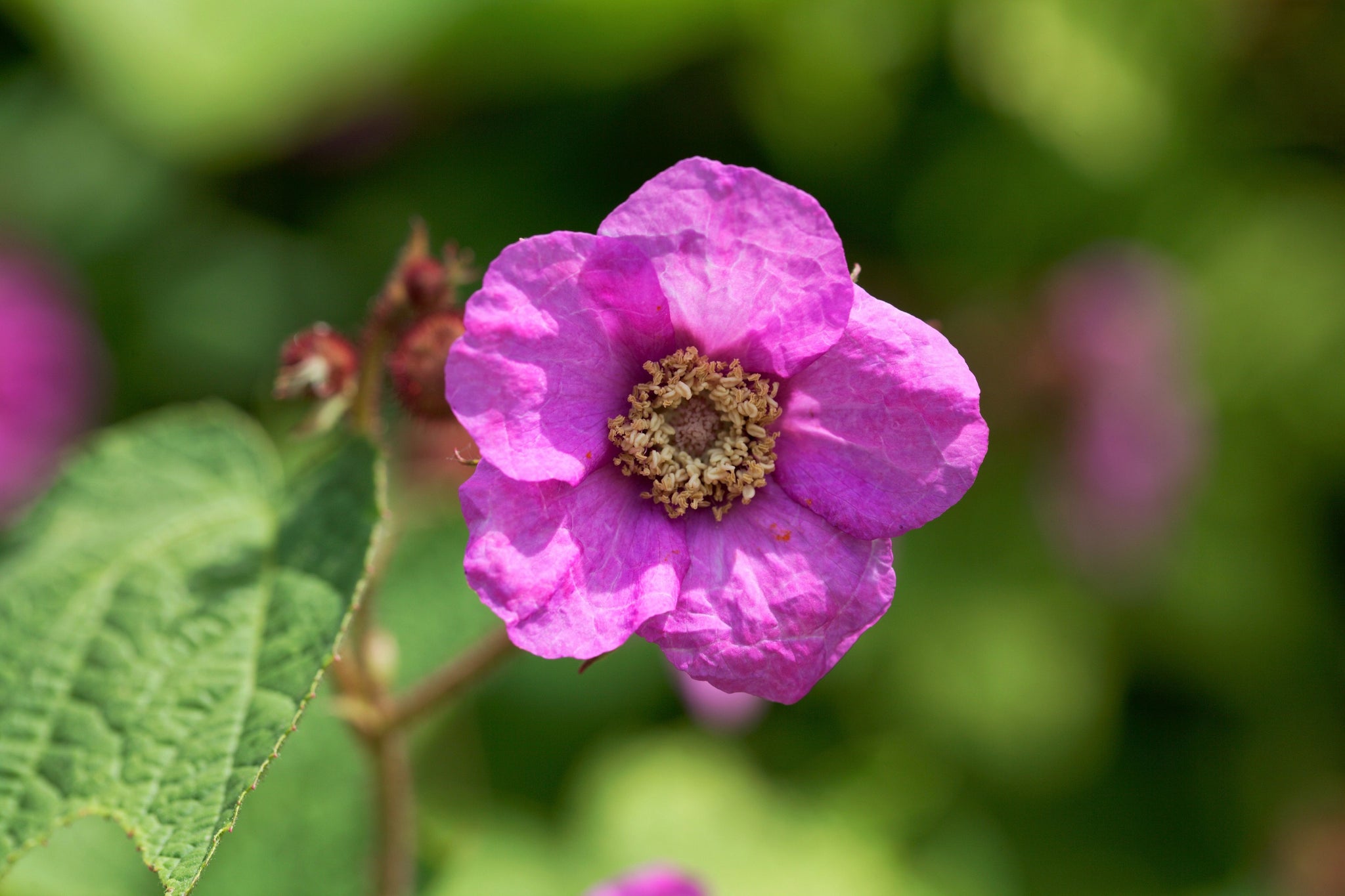 20 PURPLE FLOWERING RASPBERRY Thornless Edible Rubus Odoratus Fruit Be ...