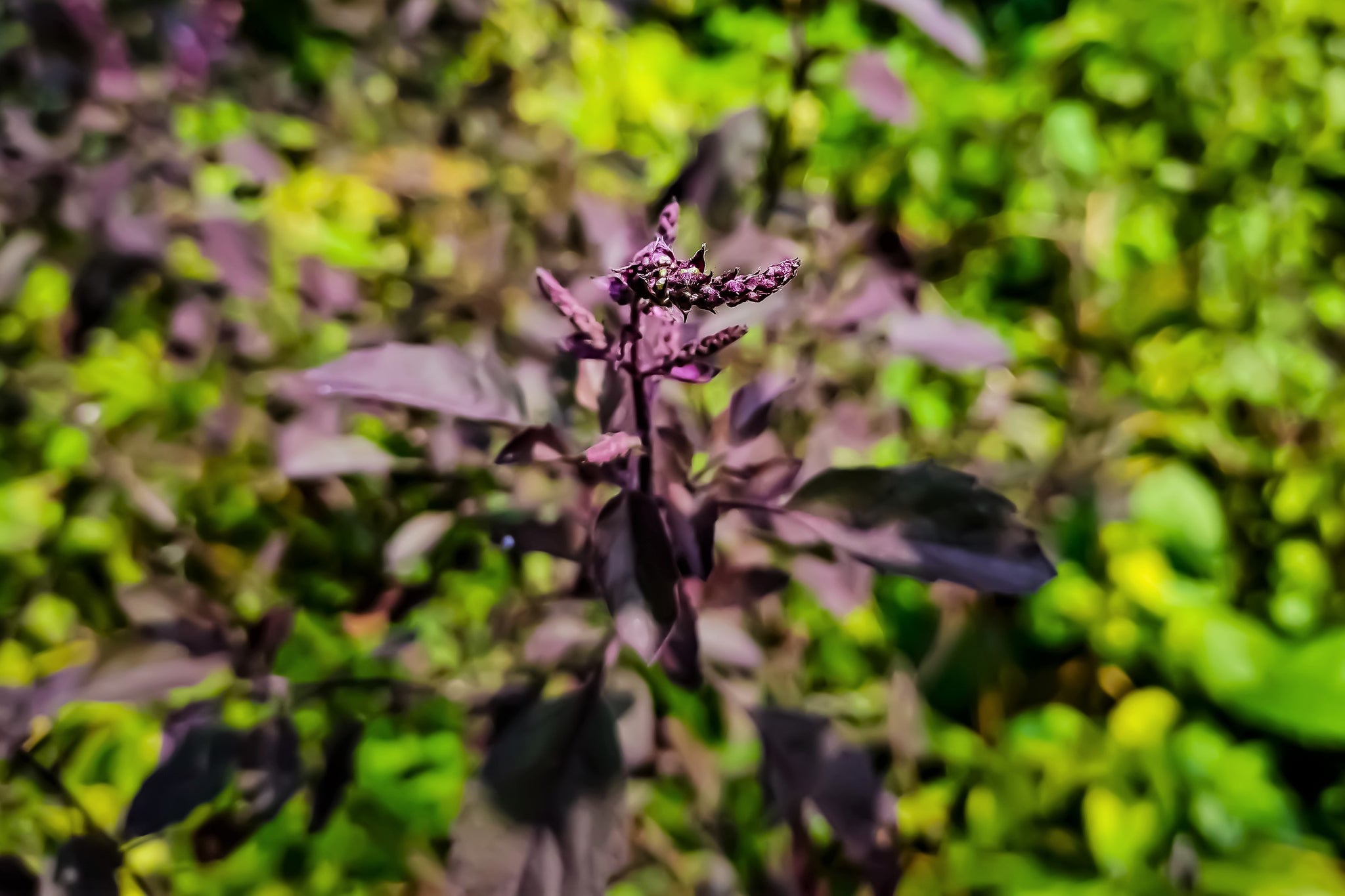 200 Purple Krishna Tulsi HOLY BASIL Ocimum Sanctum Tenuiflorum Herb Fl ...