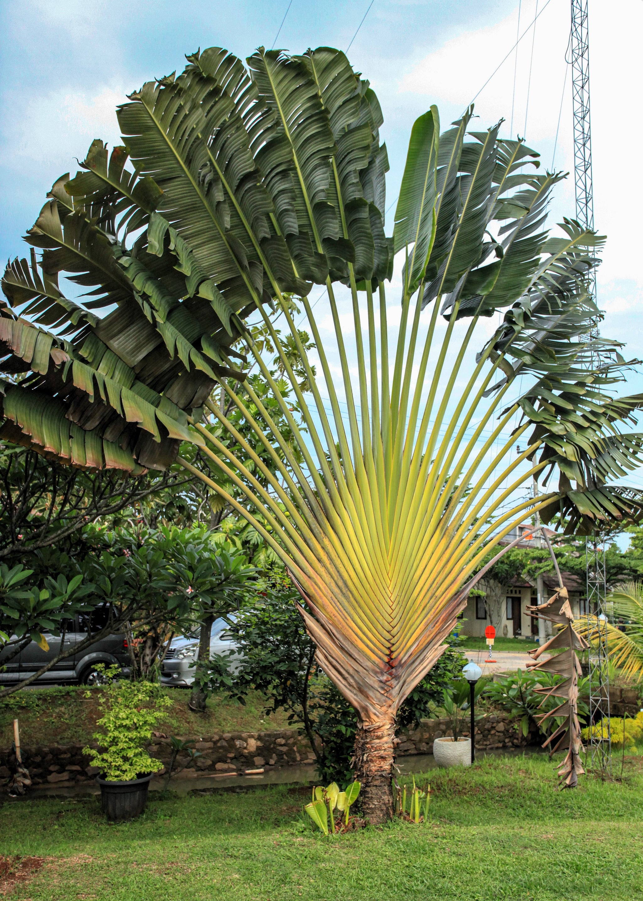 10 TRAVELLER'S PALM TREE Ravenala Madagascariensis Flower Houseplant S ...