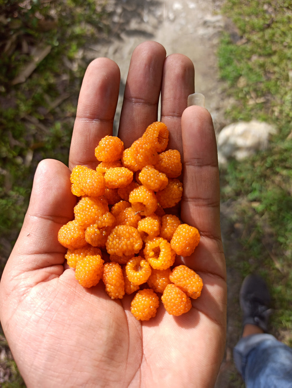 20 SALMONBERRY RUSSIAN RASPBERRY Rubus Spectabilis Fruit Seeds Purple ...