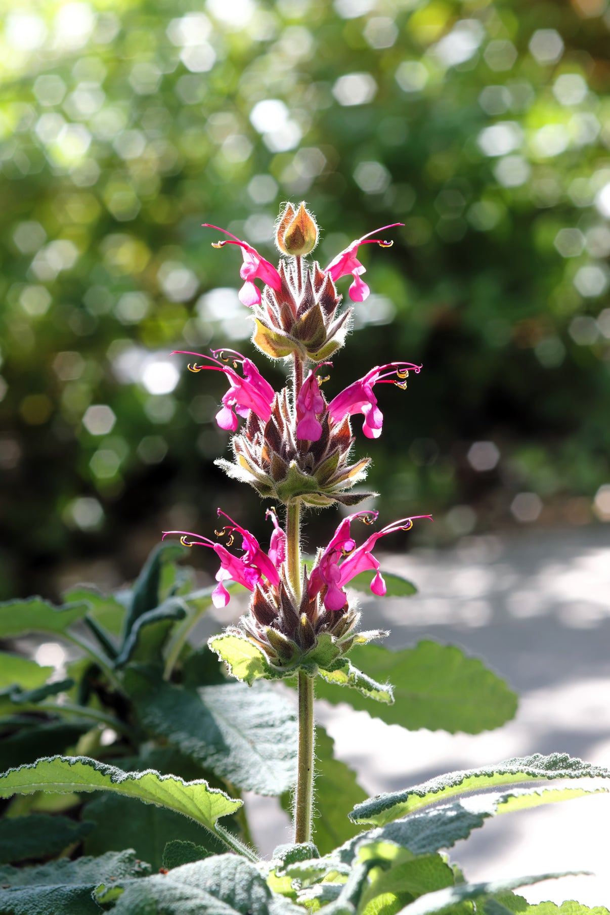 10 California HUMMINGBIRD SAGE Salvia Spathacea Magenta Red Flower Her ...